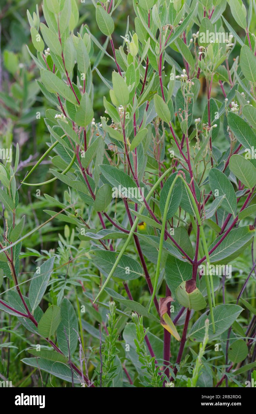 Hemp fruit hi-res stock photography and images - Alamy