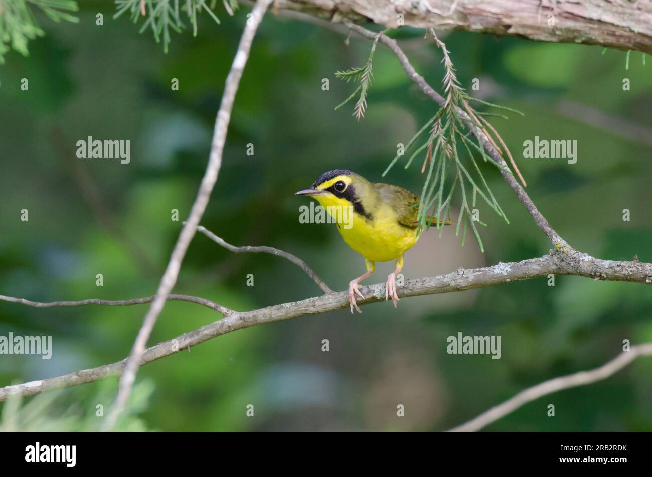 Kentucky warbler hi-res stock photography and images - Alamy