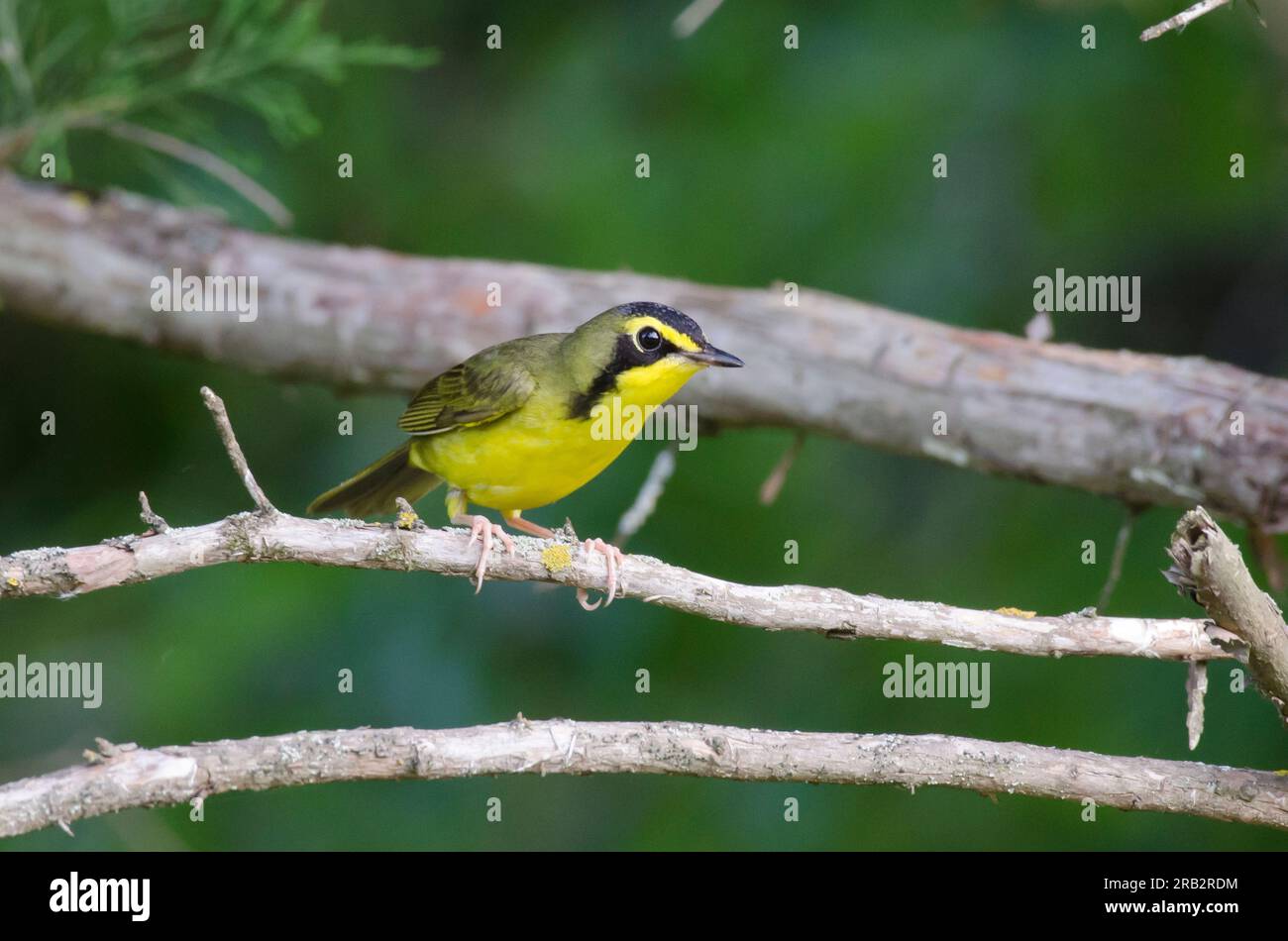 Kentucky Warbler, Geothlypis formosa, male Stock Photo - Alamy