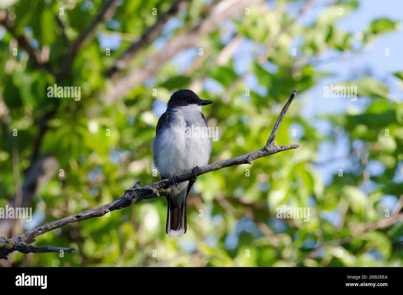 Eastern cross timbers hi-res stock photography and images - Alamy