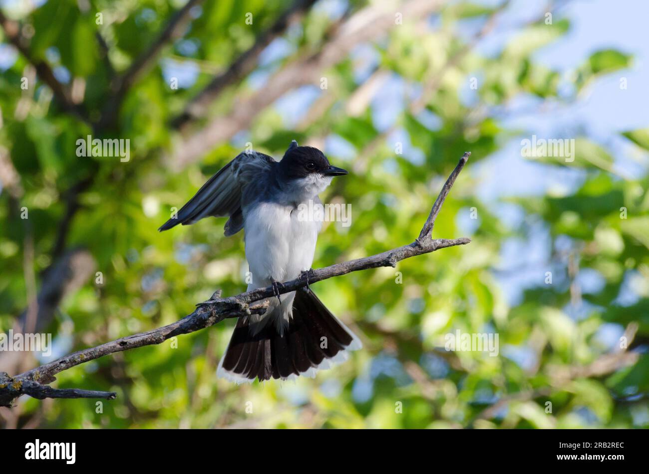 Eastern Kingbird, Tyrannus tyrannus, stretching Stock Photo - Alamy