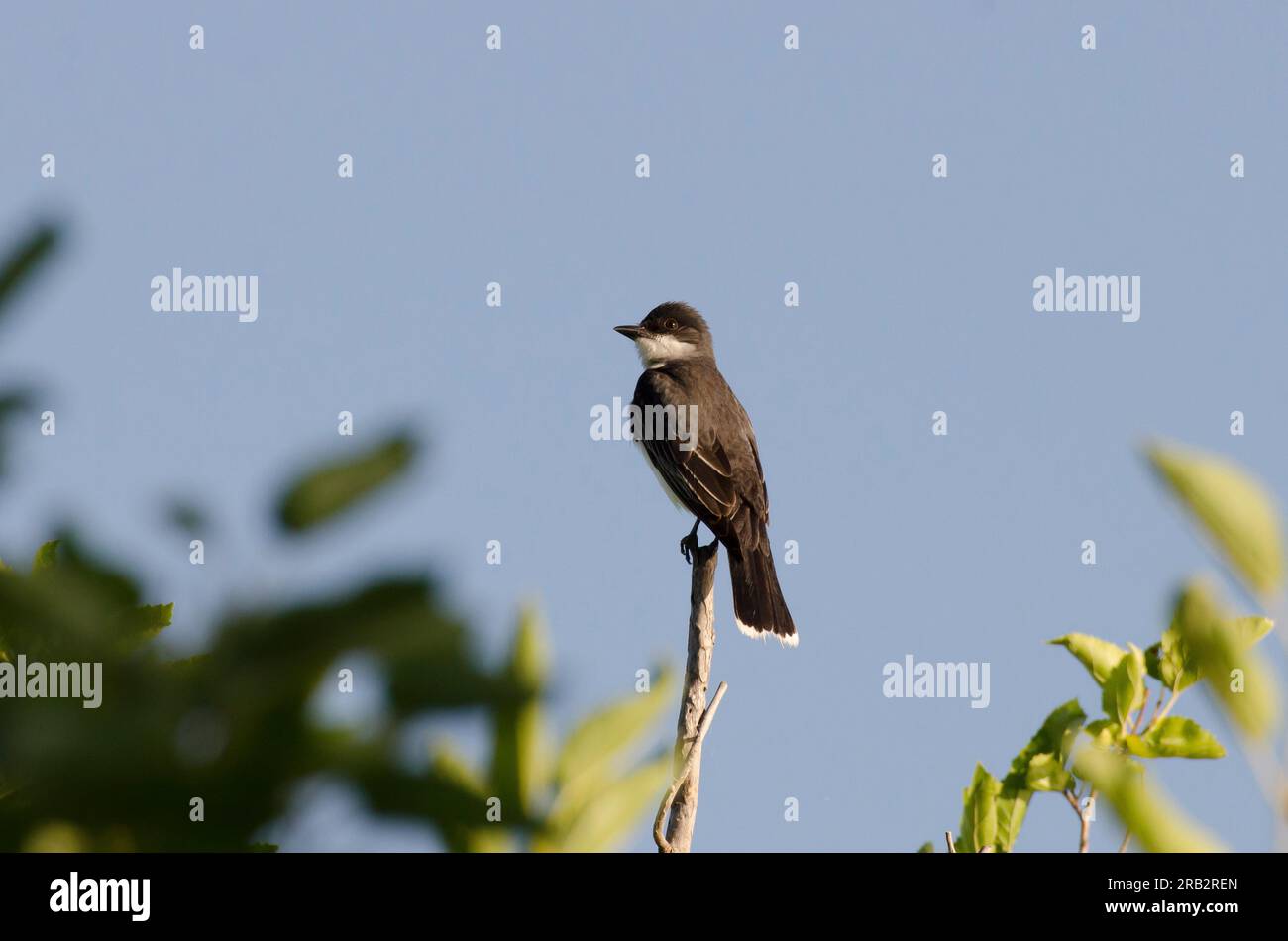 Eastern cross timbers hi-res stock photography and images - Alamy