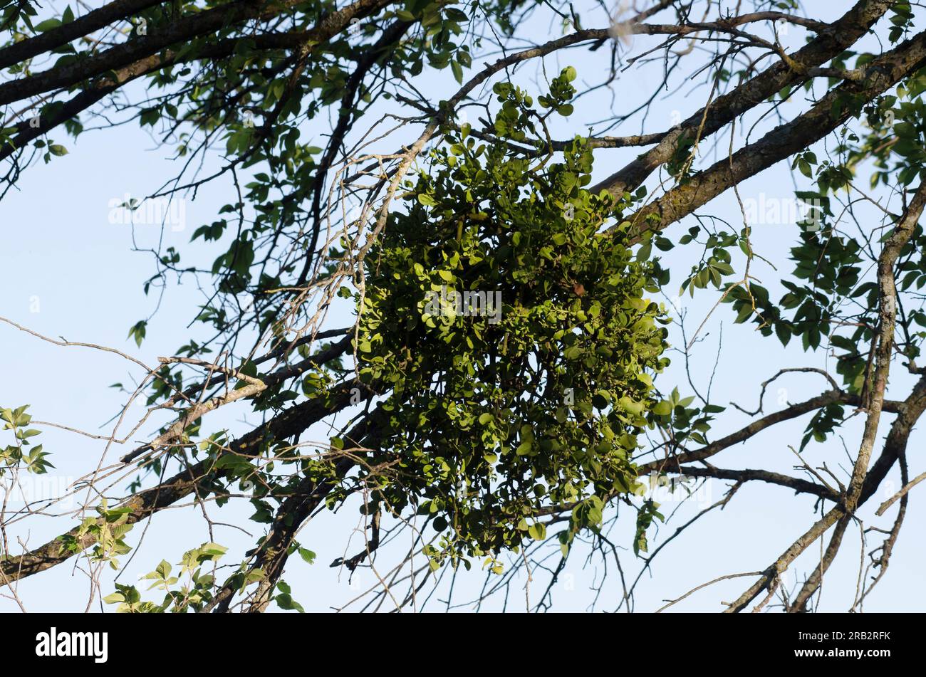Oak tree mistletoe hi-res stock photography and images - Alamy
