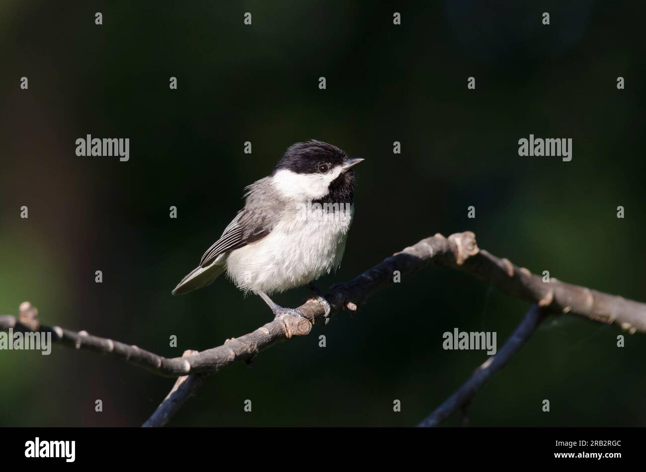 Poecile carolinensis hi-res stock photography and images - Alamy