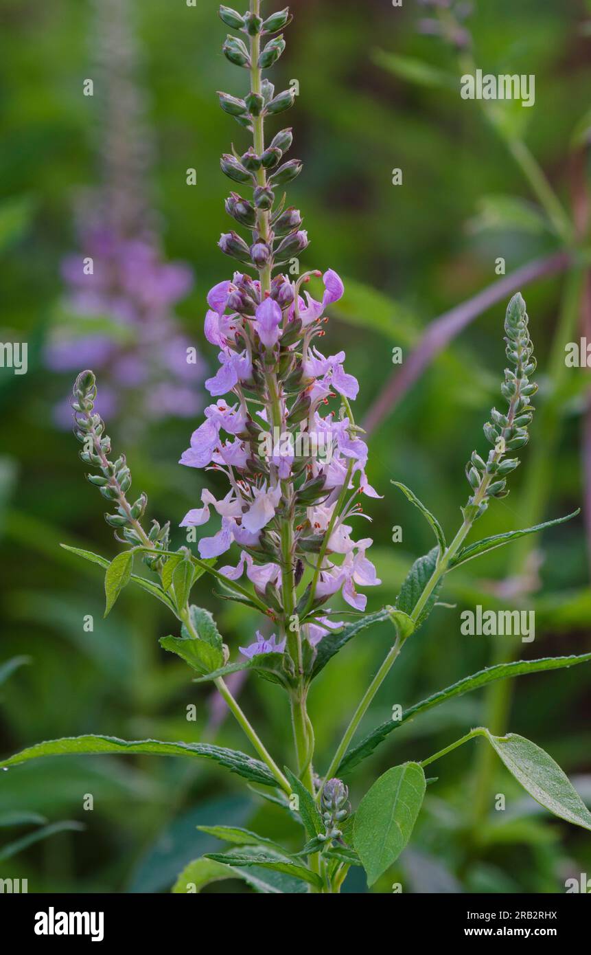 American Germander, Teucrium canadense Stock Photo - Alamy