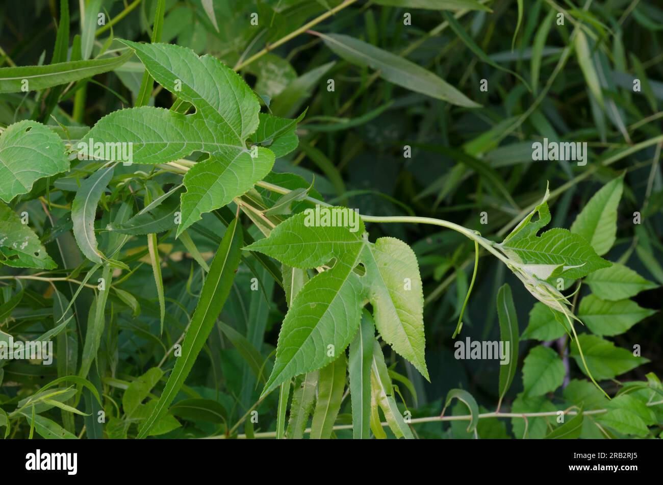 Purple Passionflower, Passiflora incarnata, leaves and vine Stock Photo ...