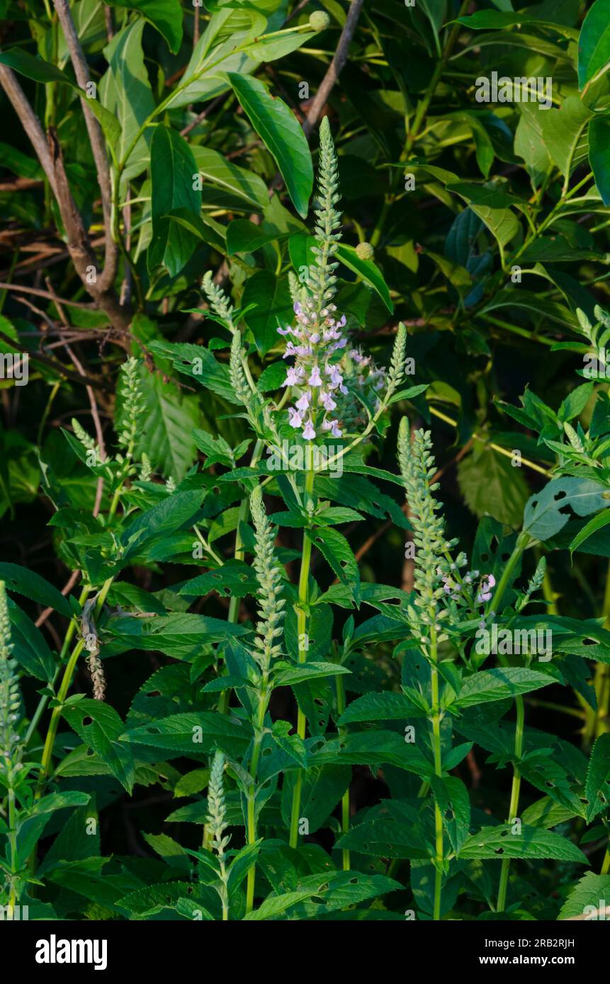 American Germander, Teucrium canadense Stock Photo - Alamy