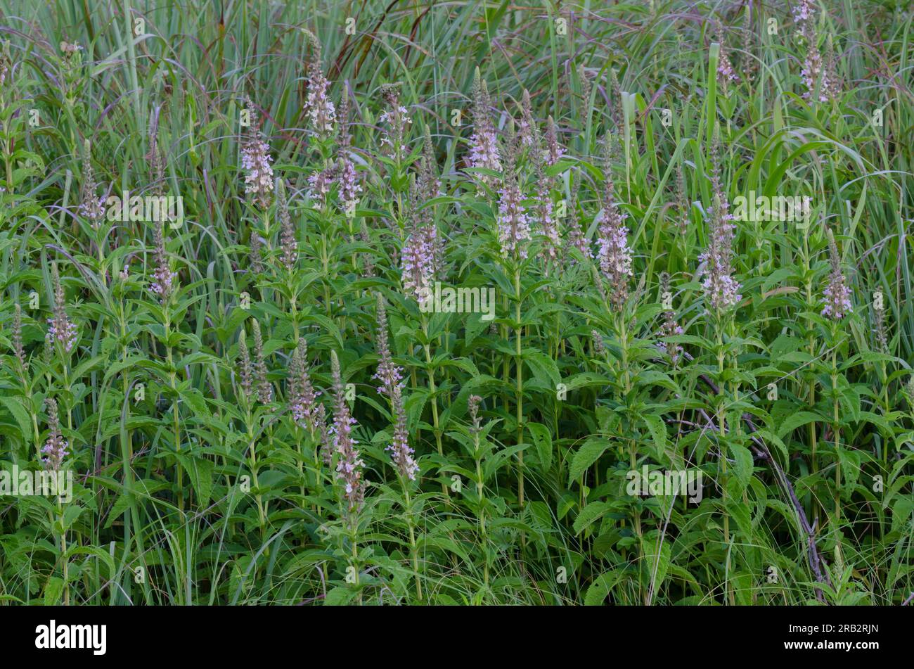 American Germander, Teucrium canadense Stock Photo - Alamy