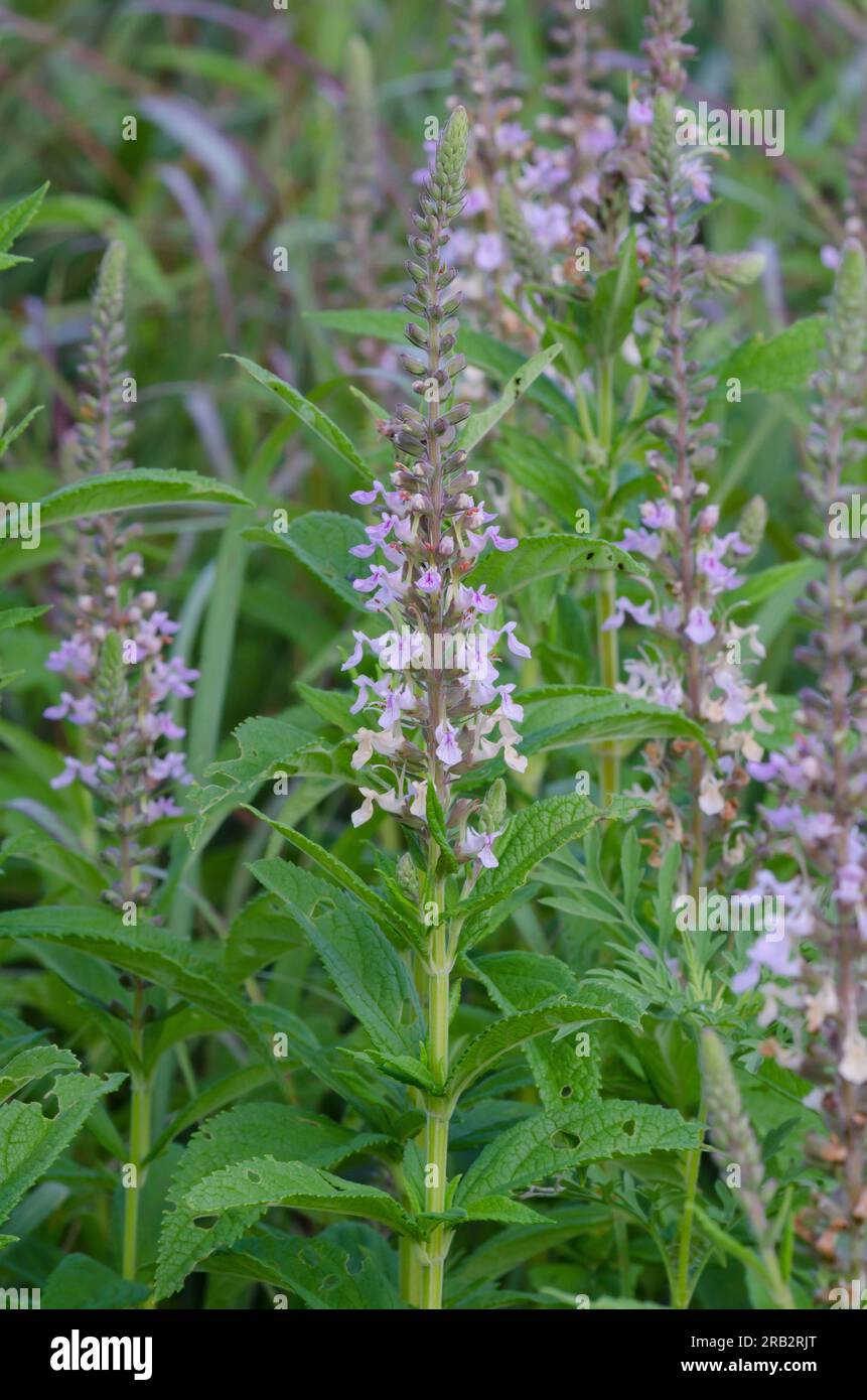 Teucrium canadense hi-res stock photography and images - Alamy