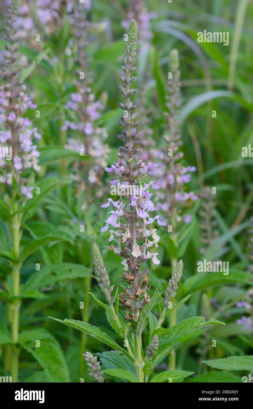American Germander, Teucrium canadense Stock Photo - Alamy
