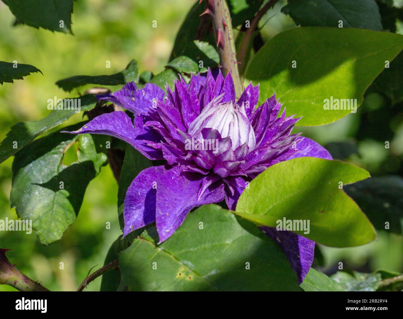 Large double form blue clematis hi-res stock photography and images - Alamy