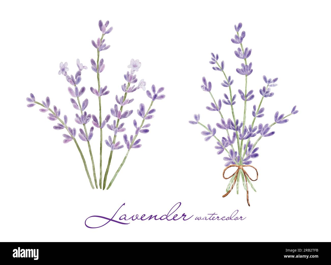 Set of lavender flowers elements, botanical illustration collection of ...