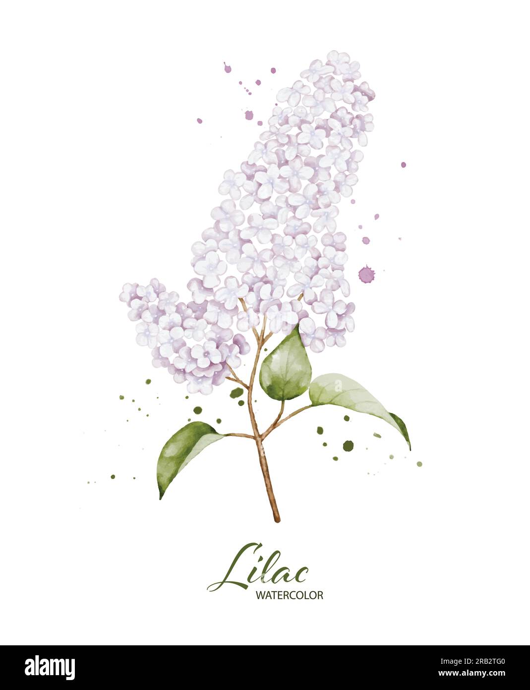 Lilac bouquet watercolor element, Botanical illustration of white ...