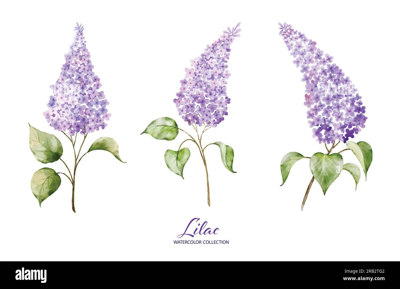 Set of Lilac twigs watercolor element, Botanical illustration of violet ...