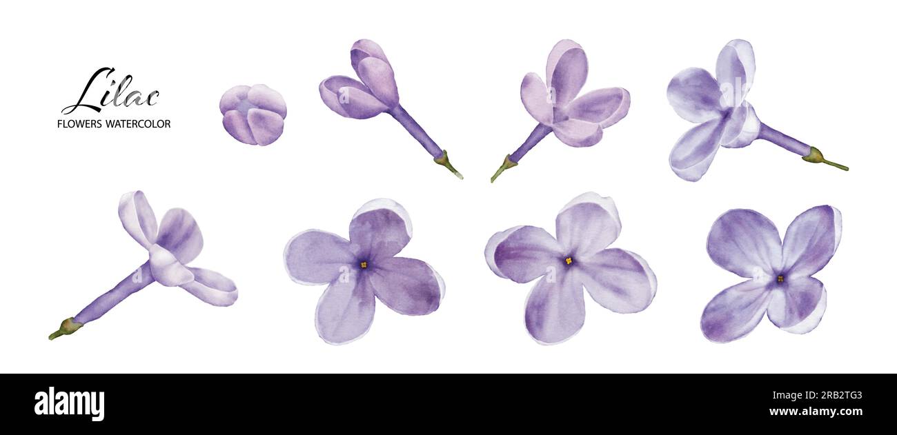 Set of Lilac blossom element watercolor, Botanical illustration of ...