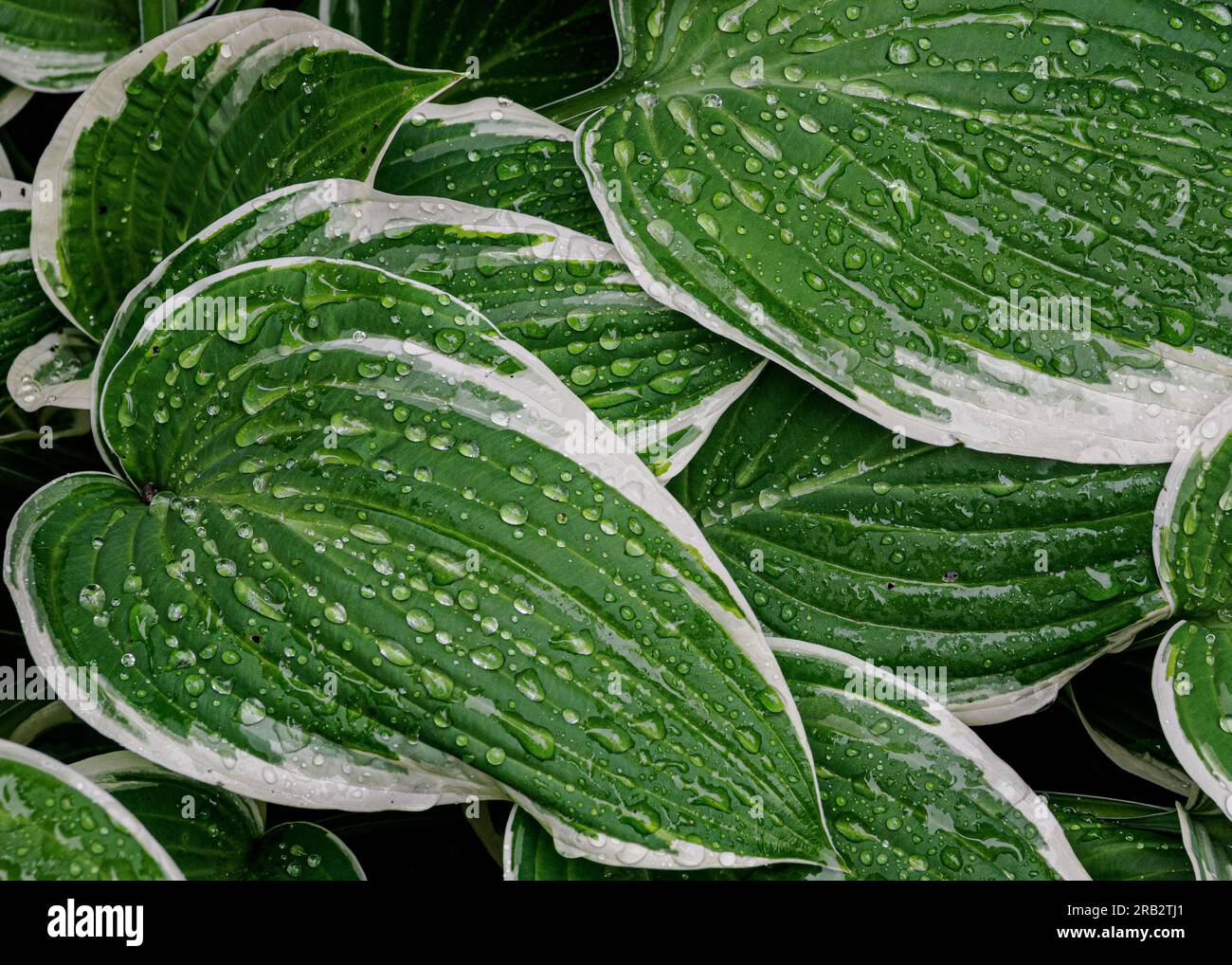 Rain covered hosta leaves hi-res stock photography and images - Alamy