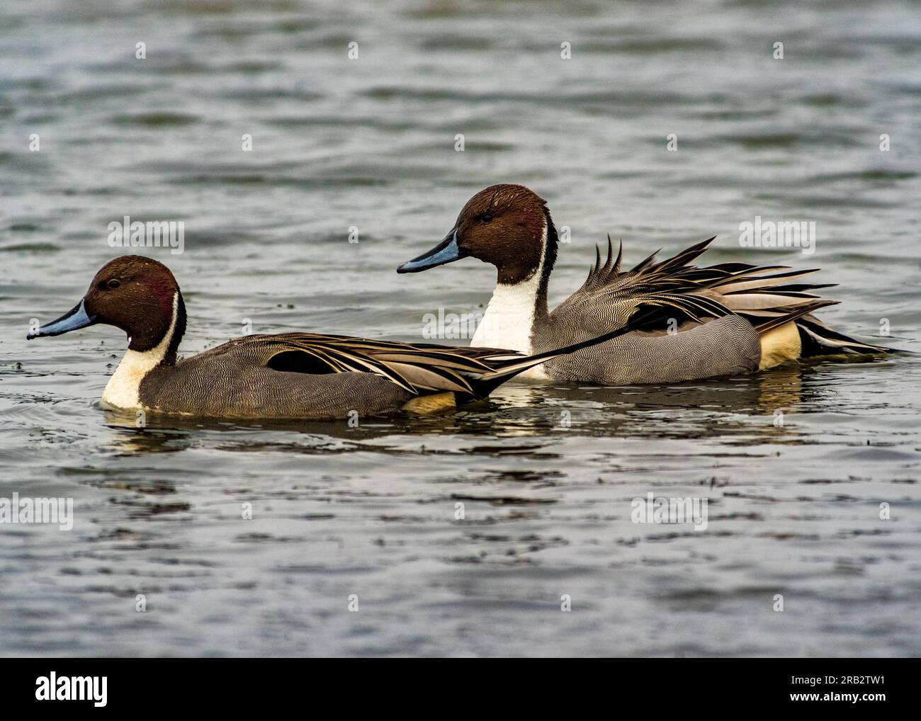 2 pintails hi-res stock photography and images - Alamy