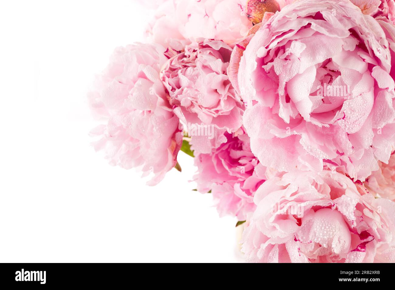 Pink peony flowers border on white background Stock Photo - Alamy