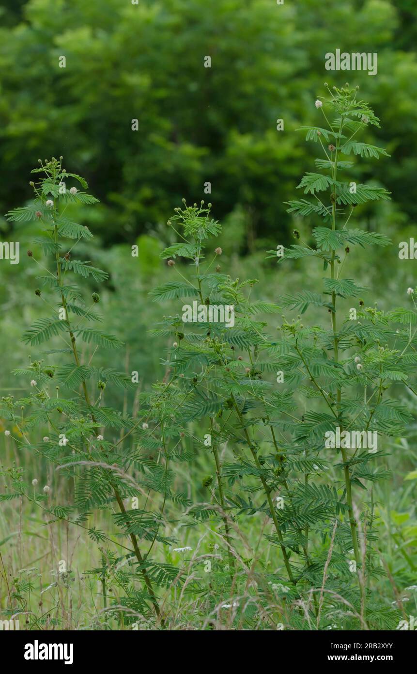 Illinois Bundleflower, Desmanthus illinoensis Stock Photo - Alamy