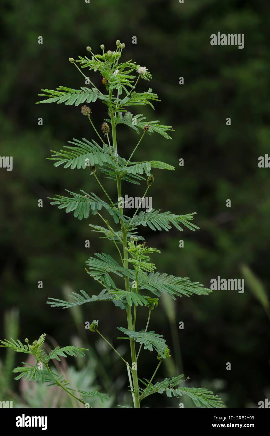 Illinois wildflowers hi-res stock photography and images - Alamy