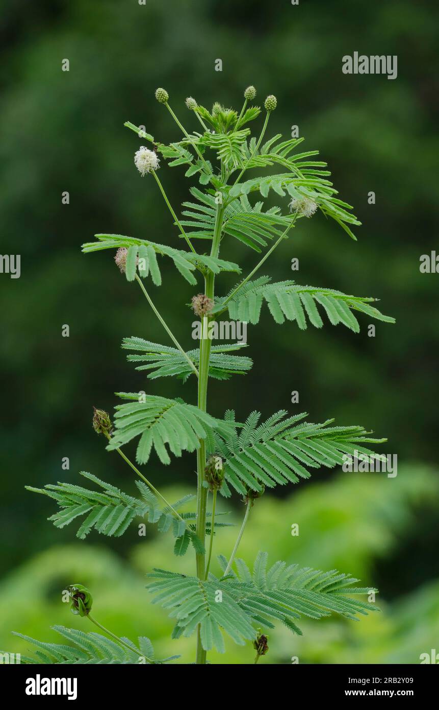 Illinois Bundleflower, Desmanthus illinoensis Stock Photo - Alamy