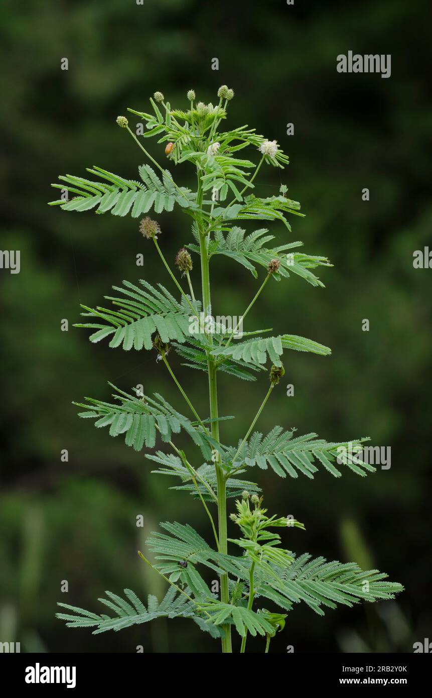 Illinois Bundleflower, Desmanthus illinoensis Stock Photo - Alamy