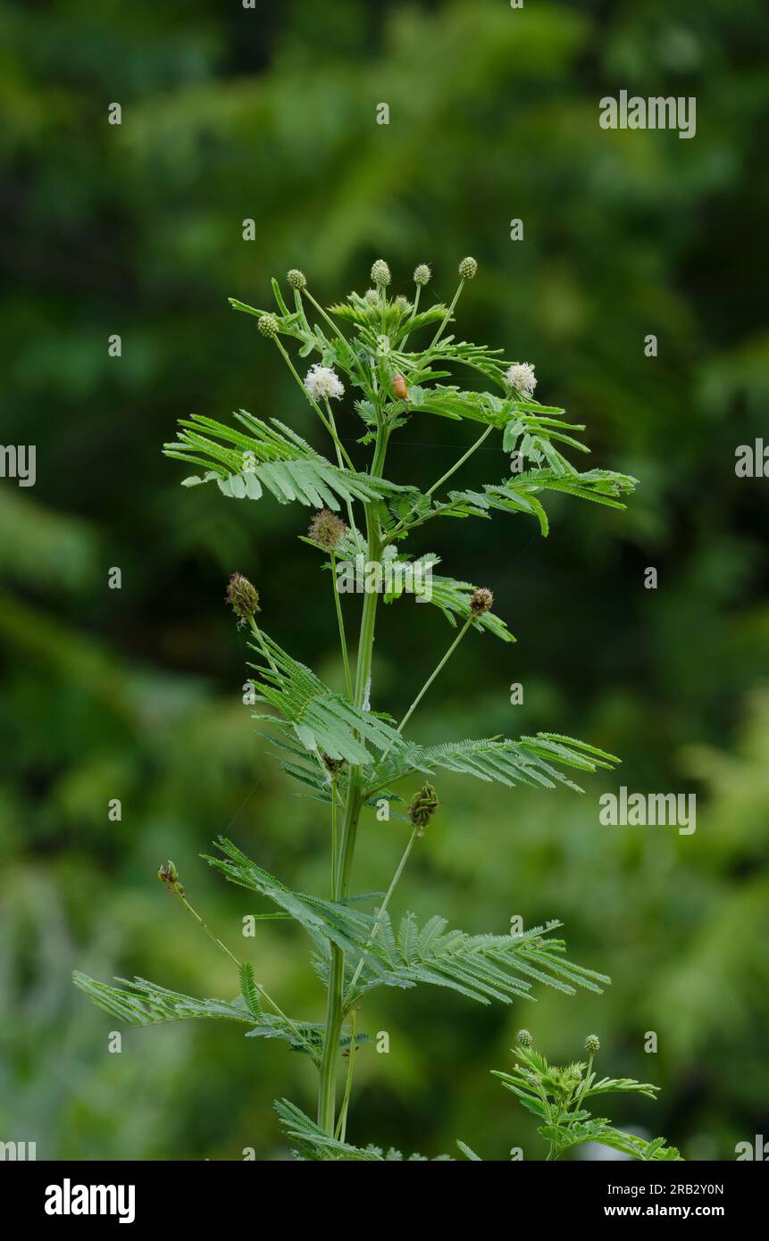 Illinois Bundleflower, Desmanthus illinoensis Stock Photo - Alamy