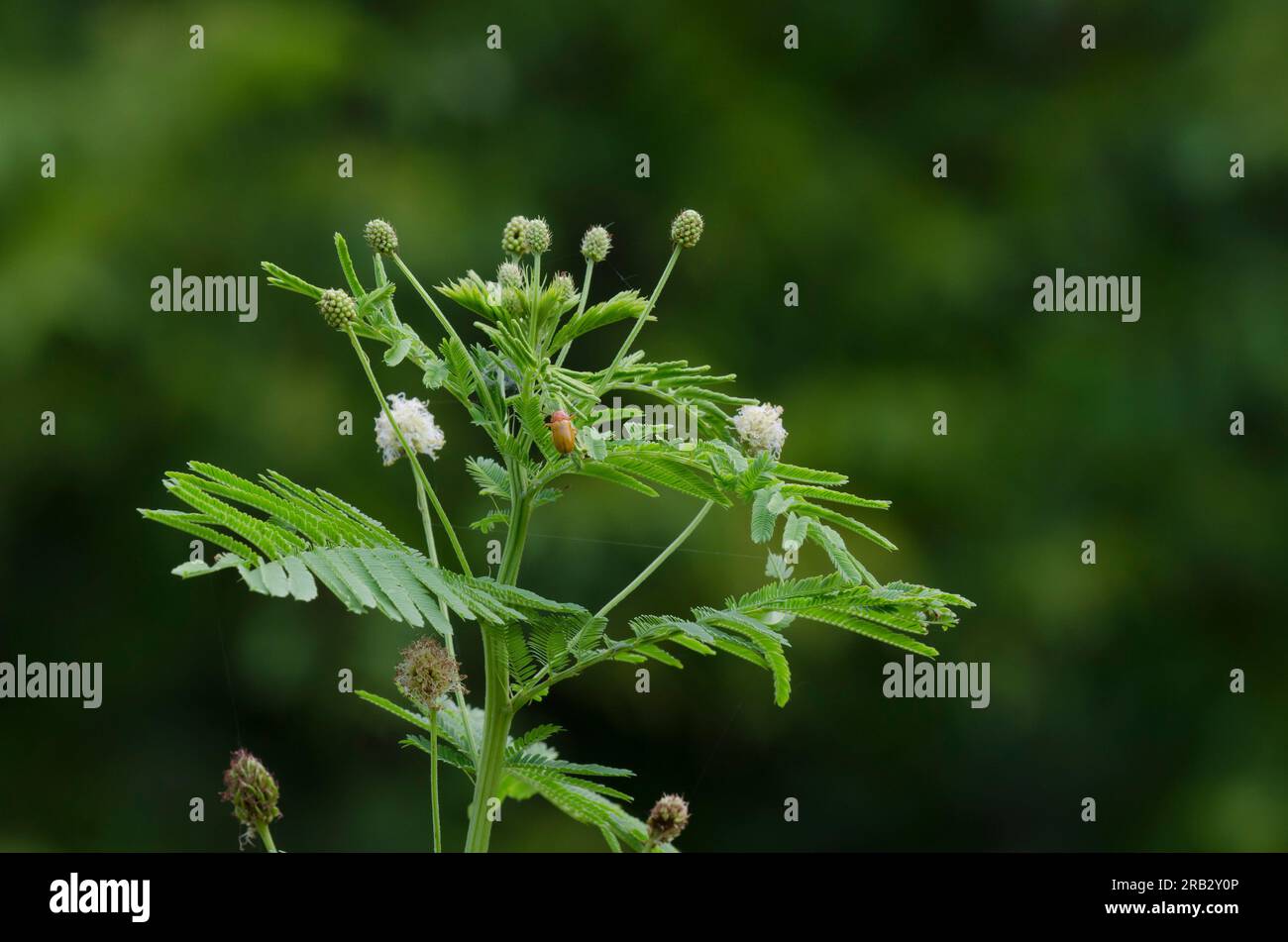 Illinois Bundleflower, Desmanthus illinoensis Stock Photo - Alamy