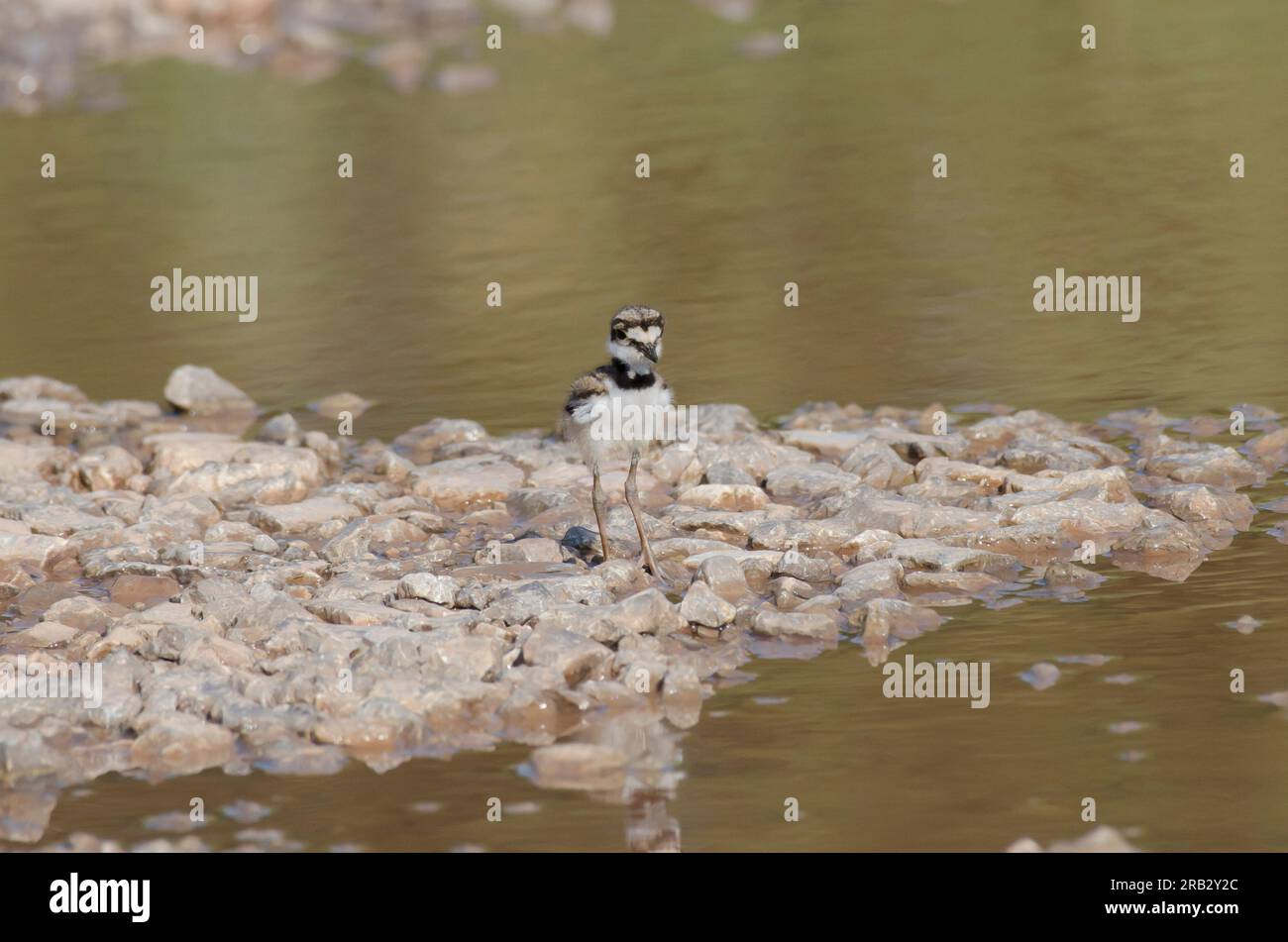 Baby killdeer hi-res stock photography and images - Alamy