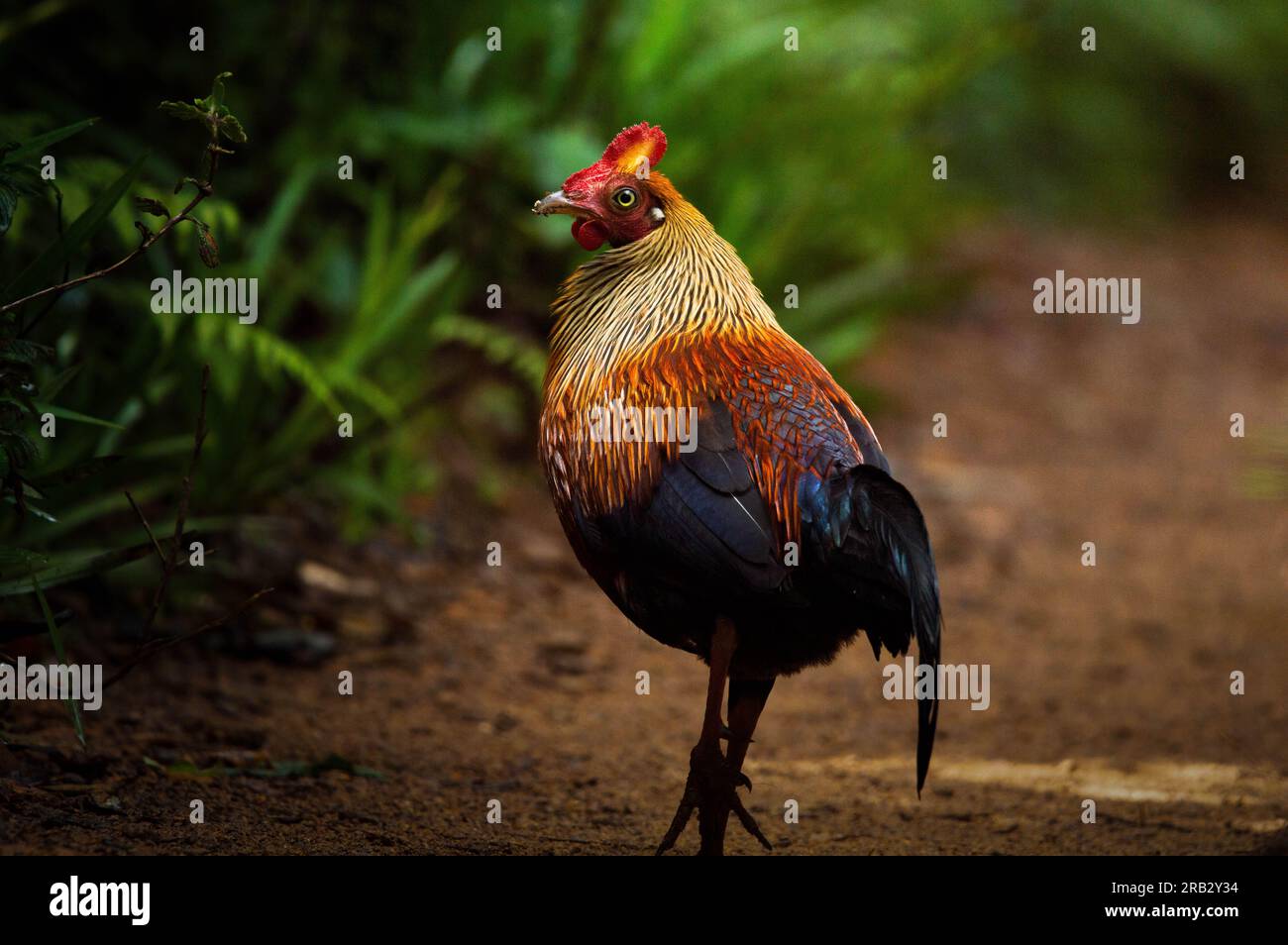 Endemic animals of sri lanka hi-res stock photography and images - Alamy