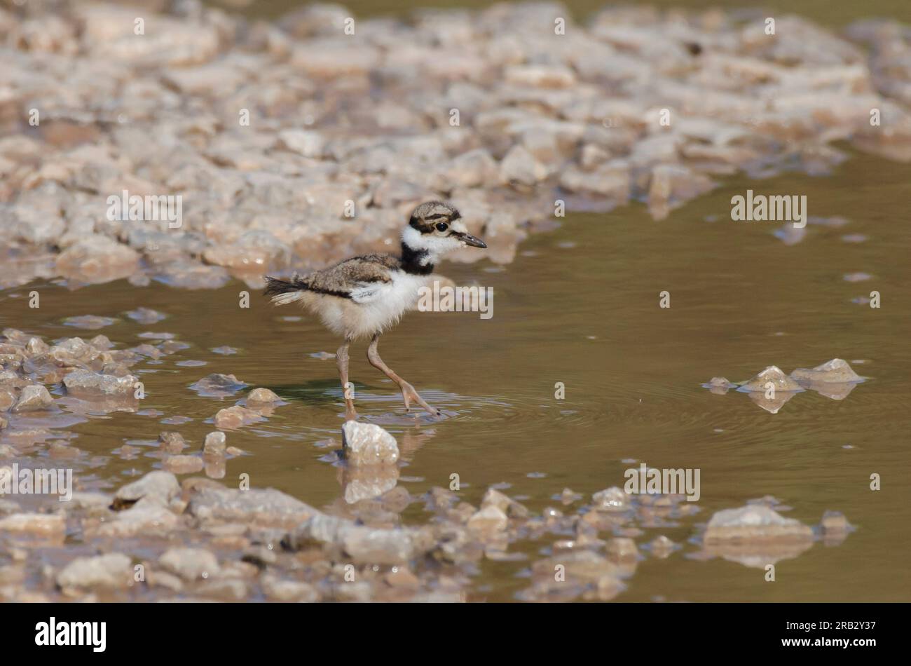 Baby killdeer hi-res stock photography and images - Alamy