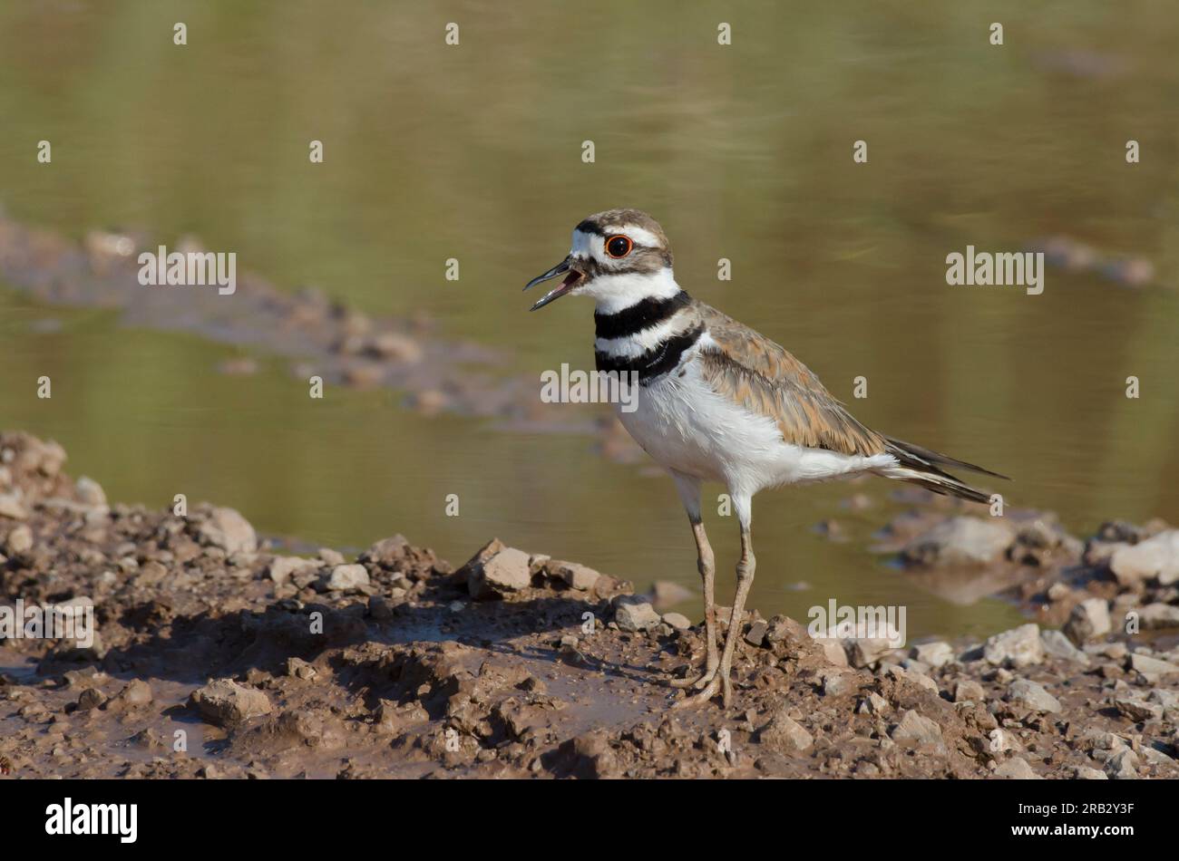 Killdeer charadrius vociferus calling hi-res stock photography and ...