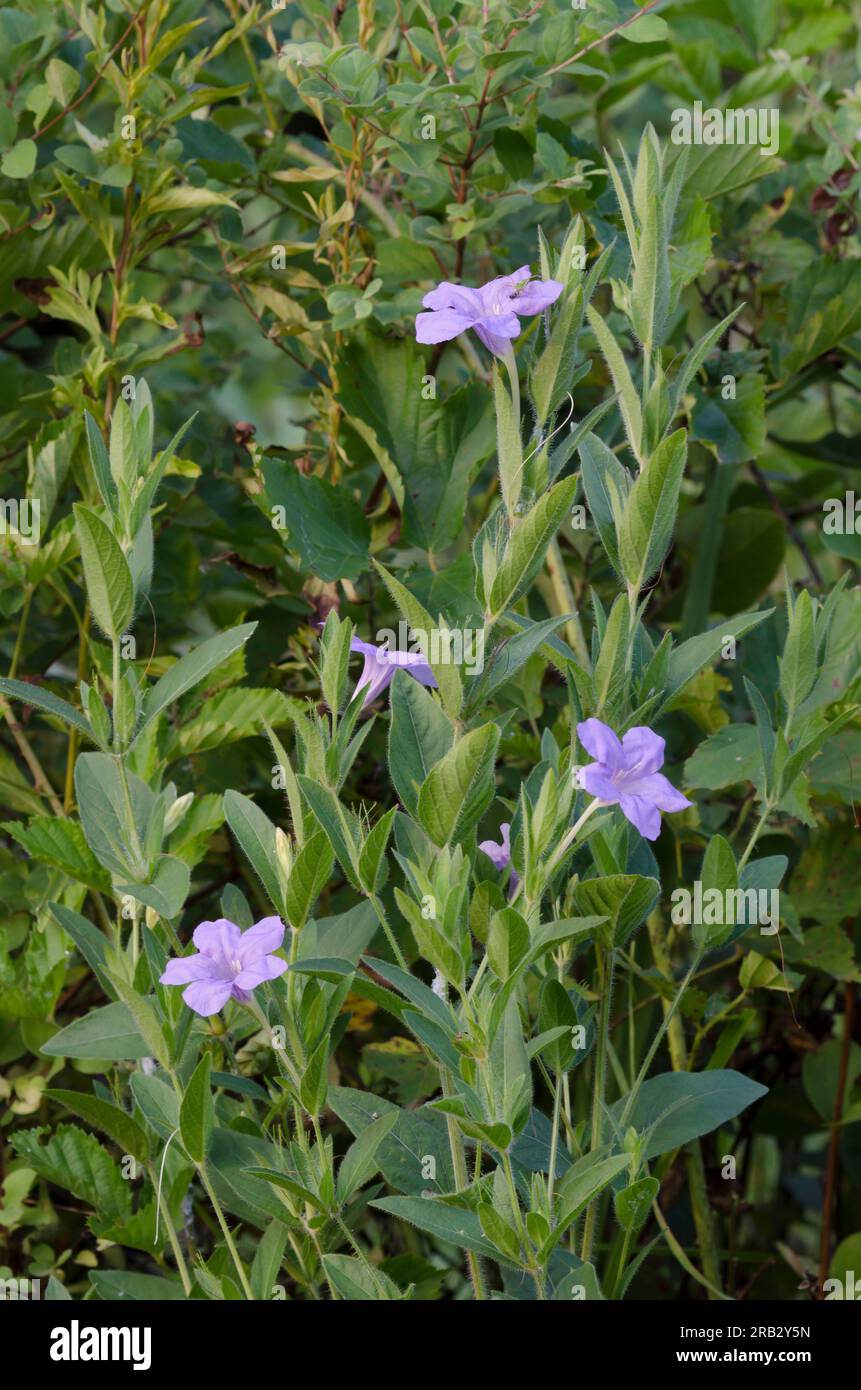 Ruellia humilis hi-res stock photography and images - Alamy