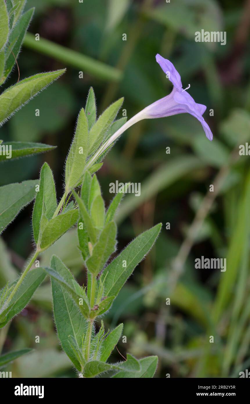 Fringe leaf wild petunia hi-res stock photography and images - Alamy