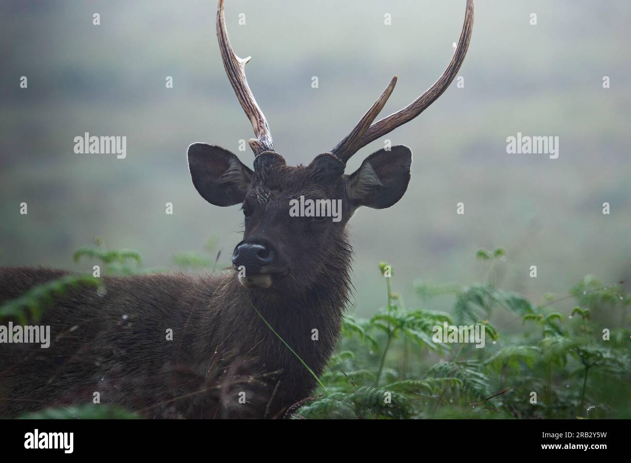Sambur deer at Horton Plains, Sri Lanka Stock Photo - Alamy