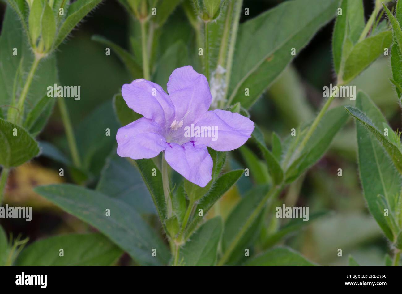 Low ruellia hi-res stock photography and images - Alamy