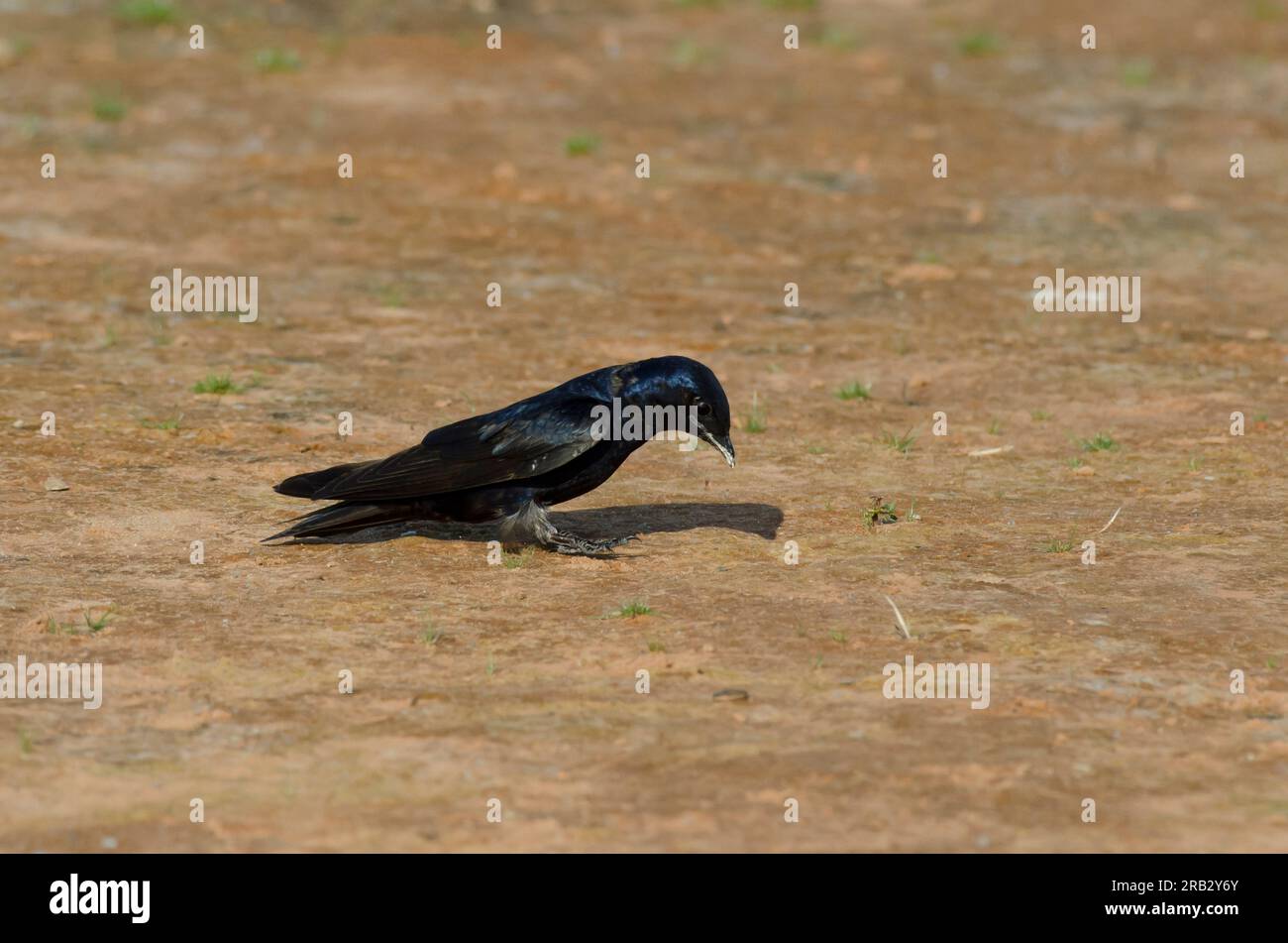 A progne hi-res stock photography and images - Alamy