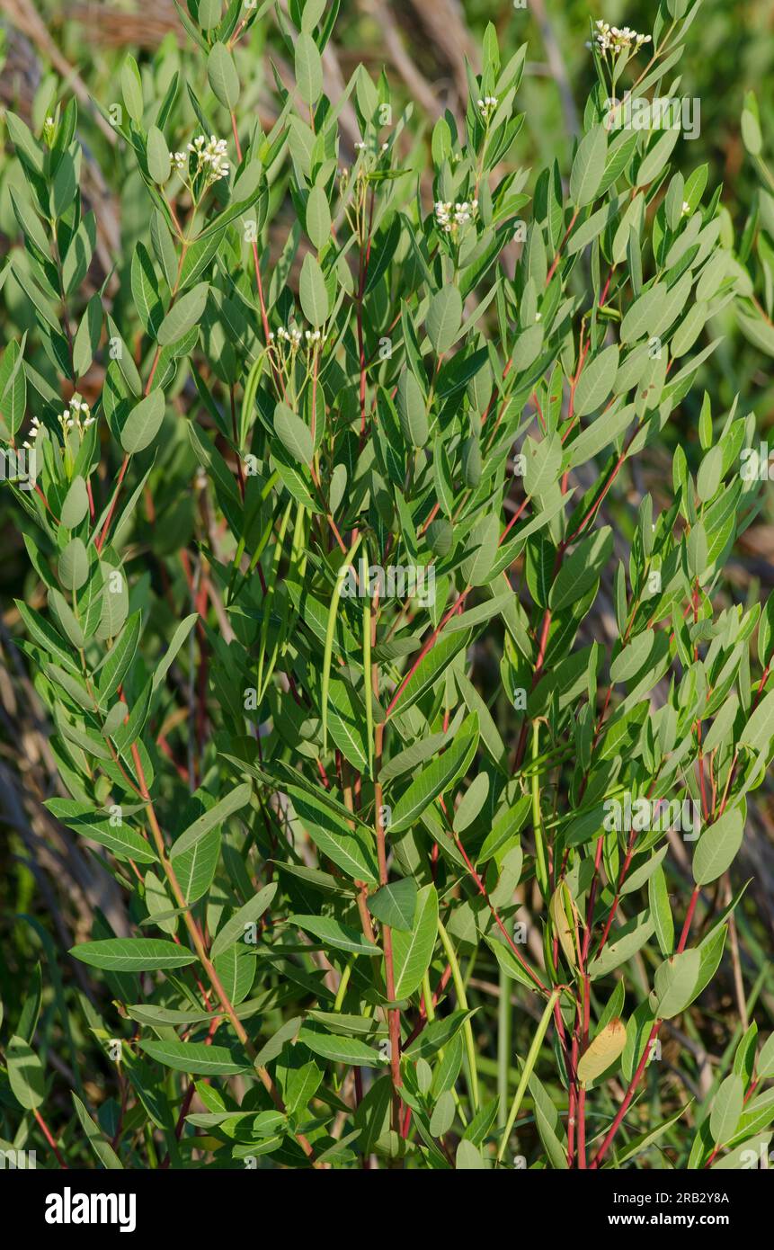 Indian Hemp, Apocynum cannabinum, with fruit Stock Photo - Alamy