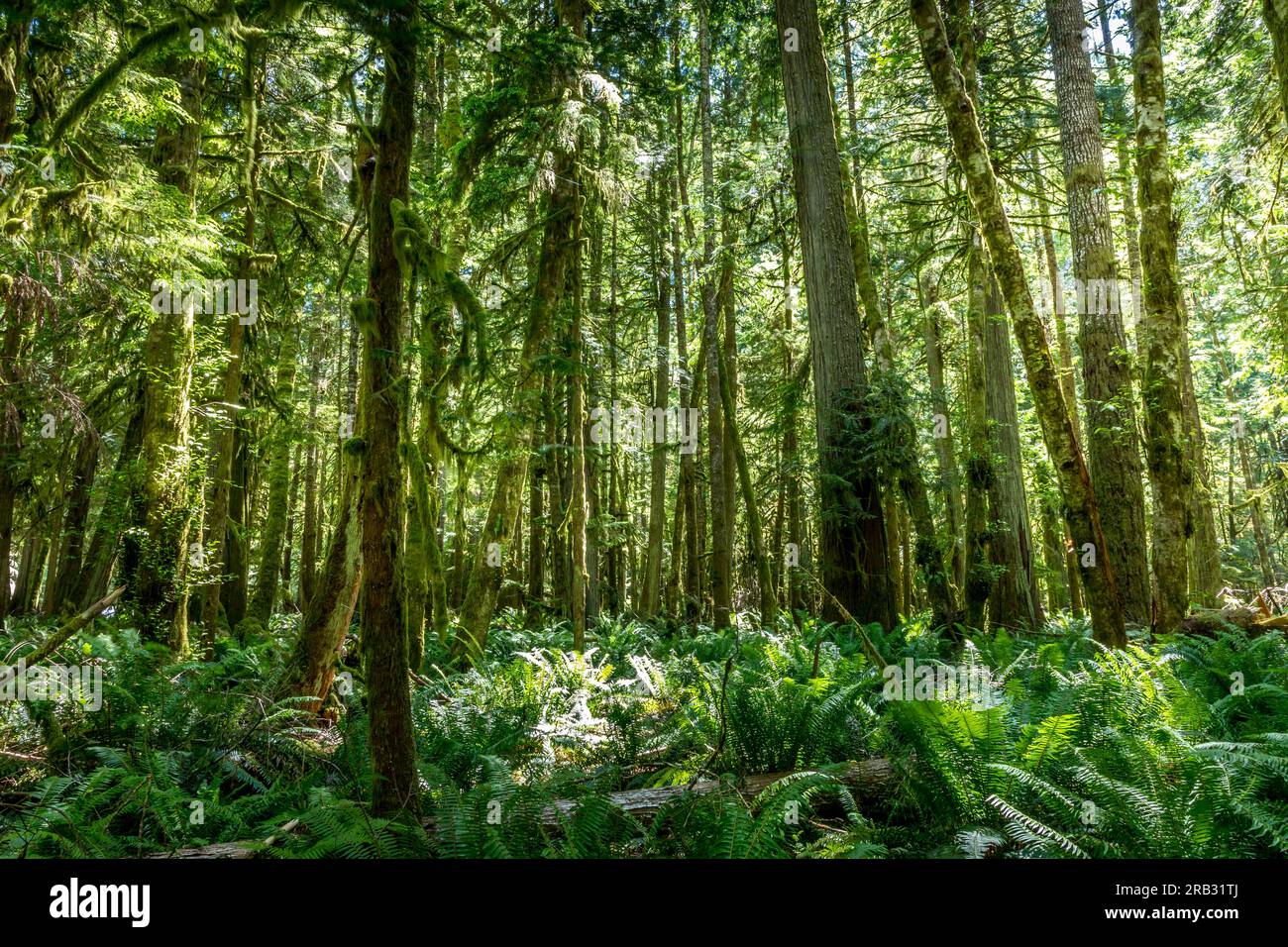 Lush green trees and ferns in the Hoh rainforest, Washington Stock ...