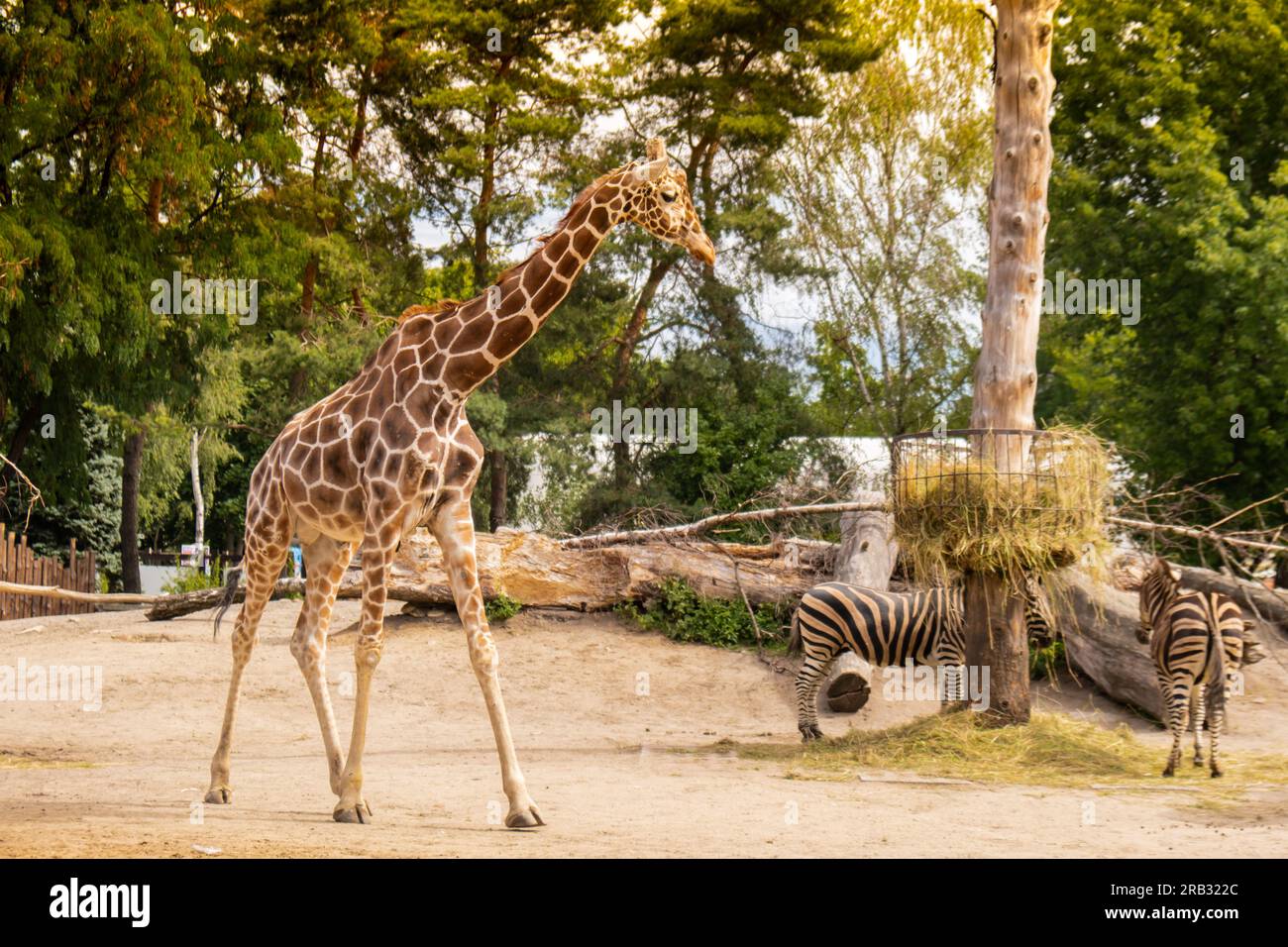The giraffe - Giraffa camelopardalis is African even-toed ungulate ...