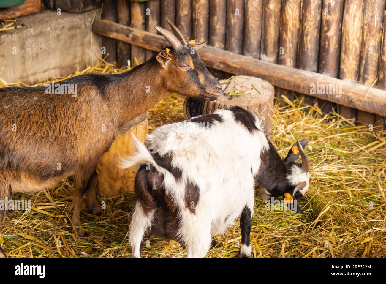 Animals goats eating in the farm. Domestic farm chews. Agriculture and ...