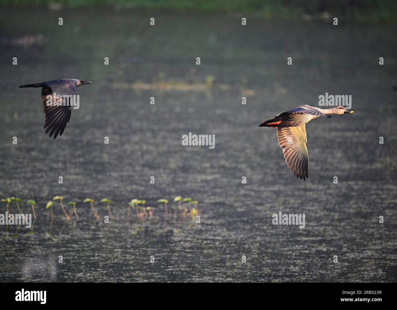 Images of waterfowl in flight poses and settled on water. Includes Spot ...