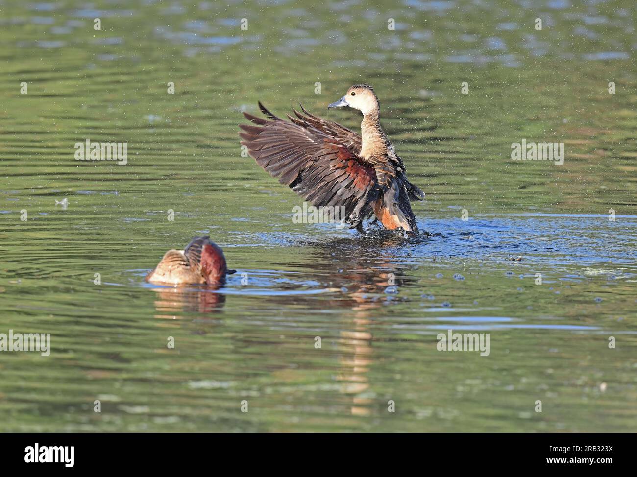 Images of waterfowl in flight poses and settled on water. Includes Spot ...