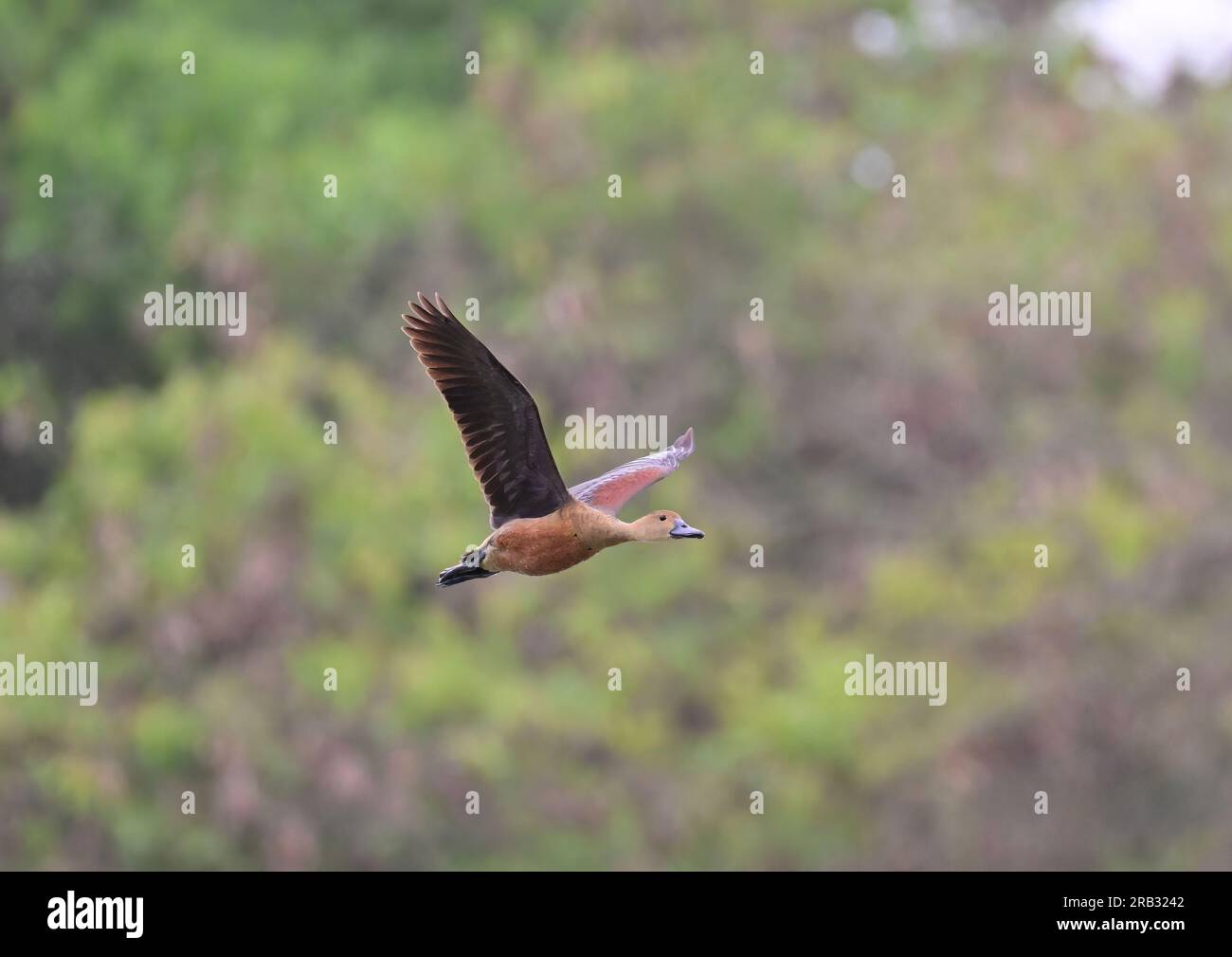 Images of waterfowl in flight poses and settled on water. Includes Spot ...