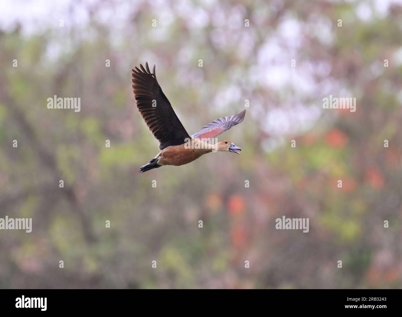 Images of waterfowl in flight poses and settled on water. Includes Spot ...
