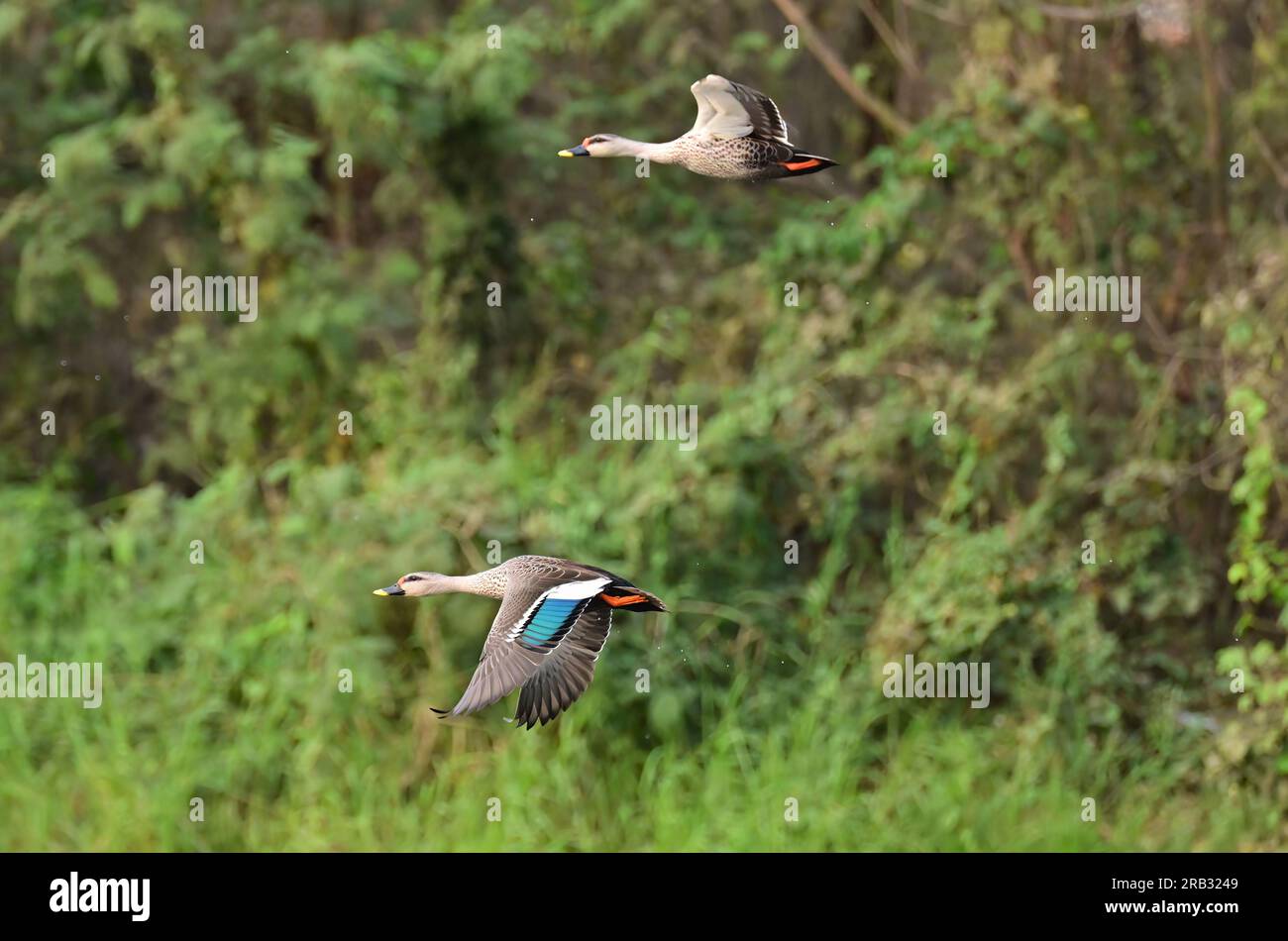 Images of waterfowl in flight poses and settled on water. Includes Spot ...