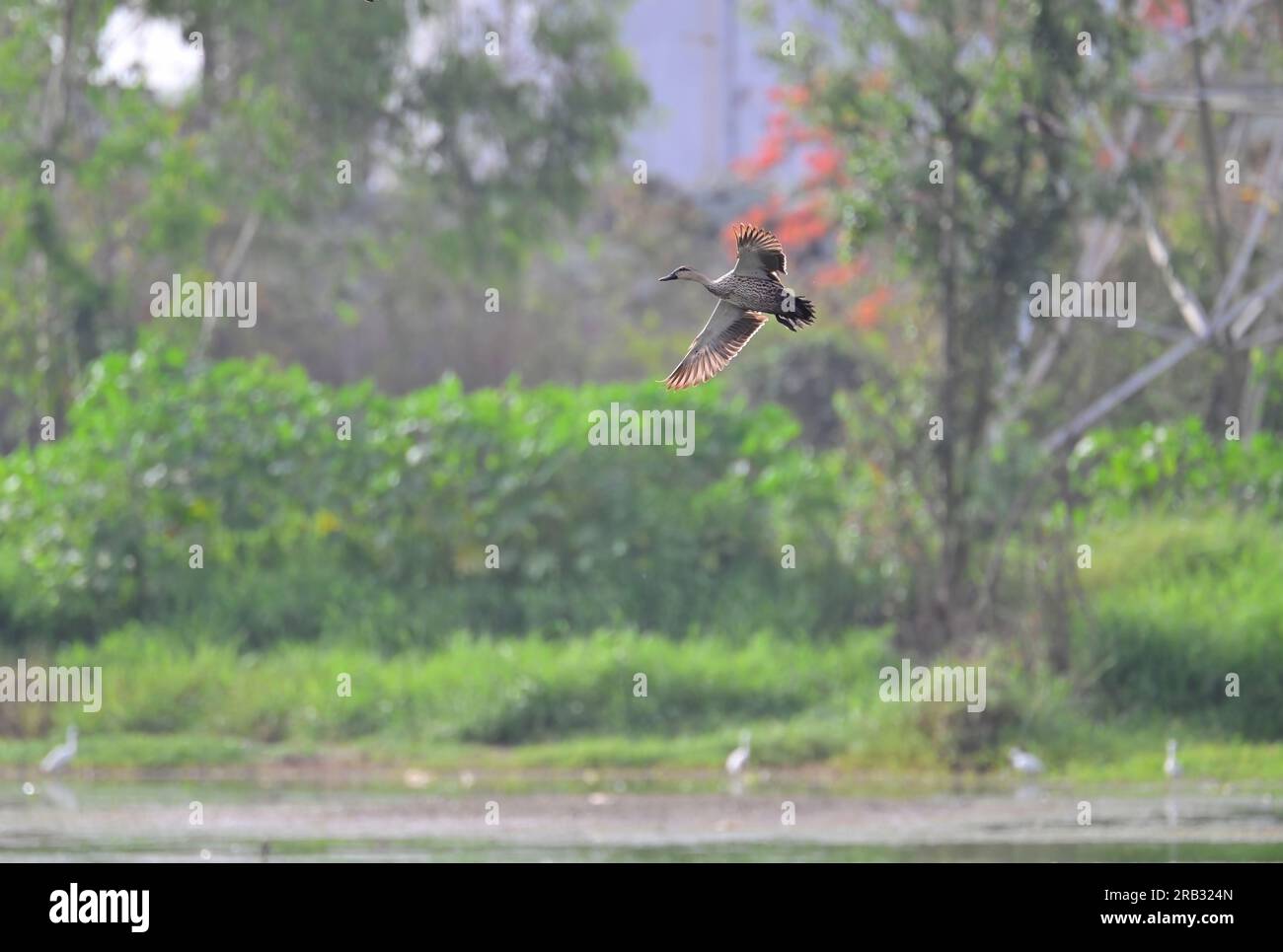 Images of waterfowl in flight poses and settled on water. Includes Spot ...