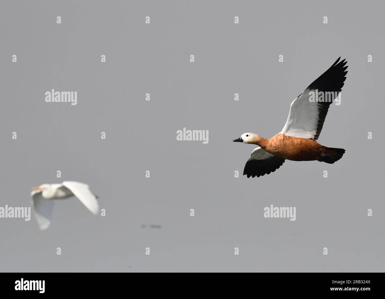Images of waterfowl in flight poses and settled on water. Includes Spot ...