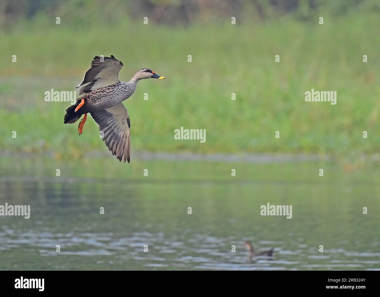 Images of waterfowl in flight poses and settled on water. Includes Spot ...