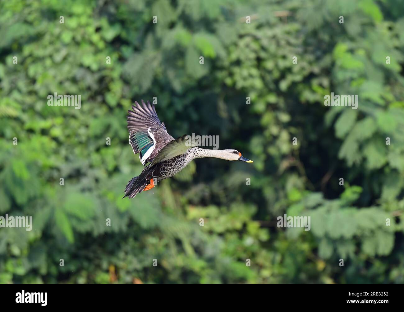 Images of waterfowl in flight poses and settled on water. Includes Spot ...